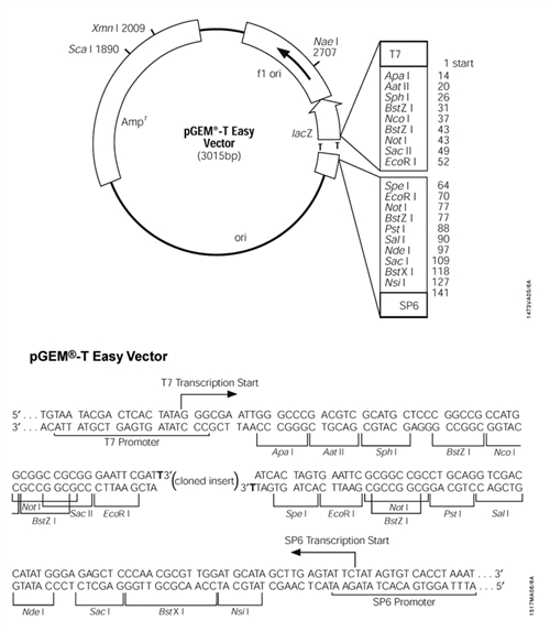 科学网—pGEM-T_Easy.gif - science pi
