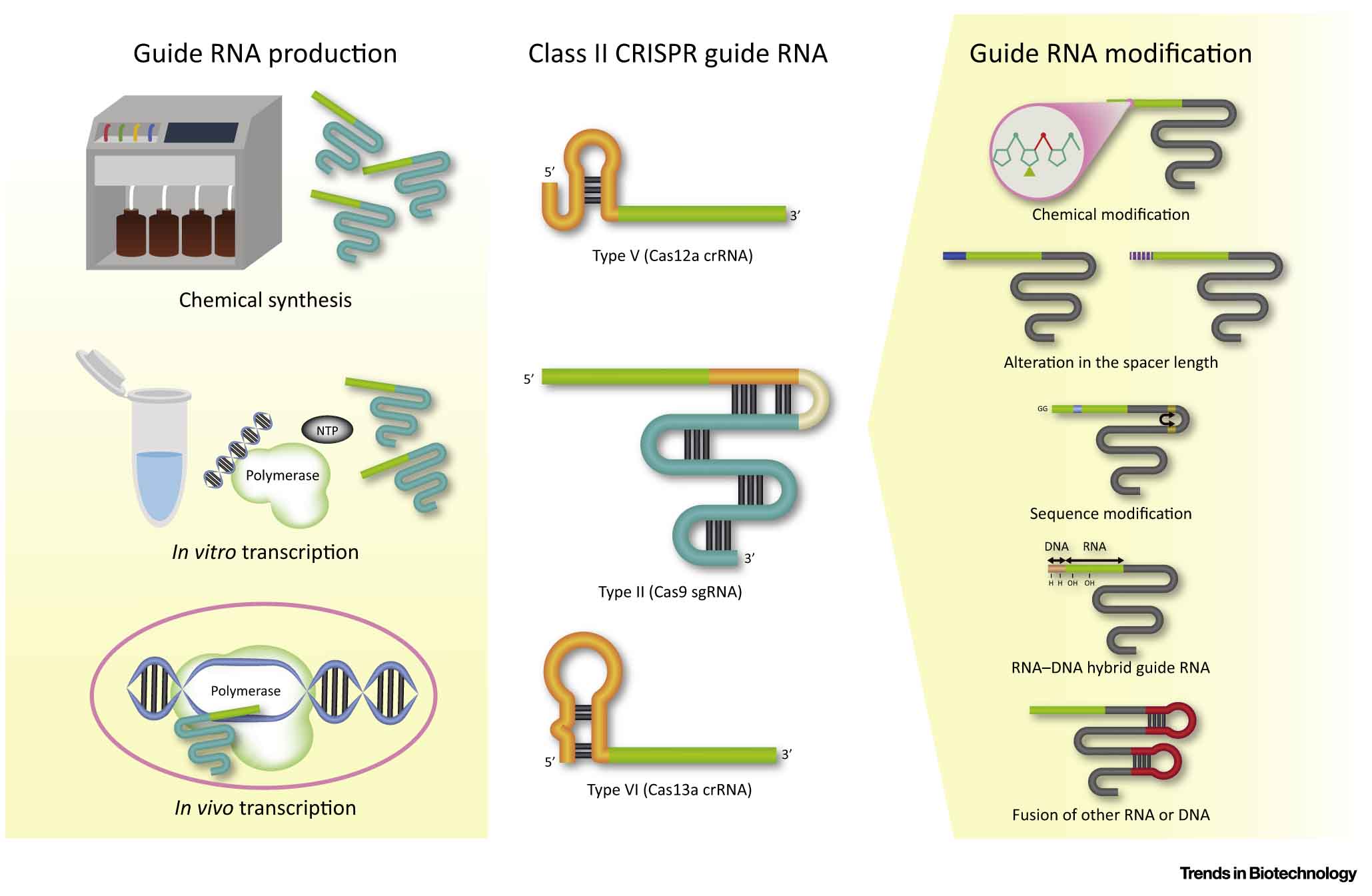 科学网—实验小技巧之---通过改造sgRNA提升CRISPR编辑技术 - 谢胜松的博文