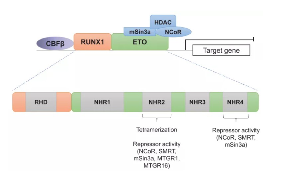 科学网—MedComm | 英国伯明翰大学Constanze Bonifer教授基于t(8;21) AML模型领域研究综述 - Wiley中国的博文
