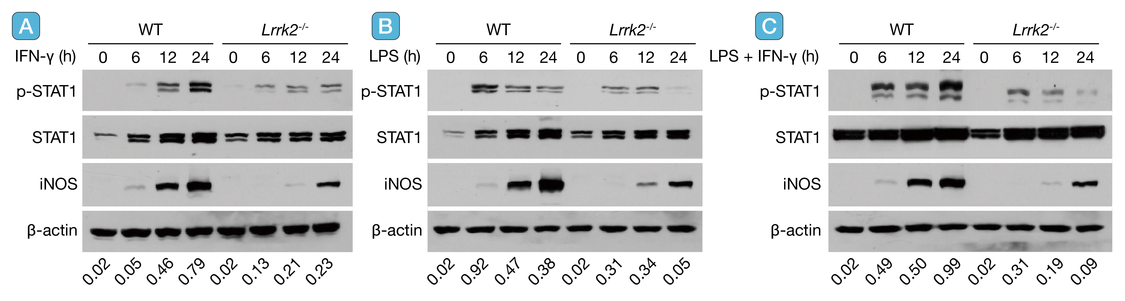 科学网—[转载]hLife | Lrrk2基因在巨噬细胞M1极化与免疫应答中的关键作用 - 闫群的博文