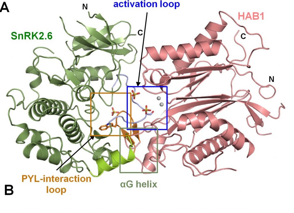 科学网—[转载]ABA信号网络及结合机制一锤定音 - 孙岳的博文