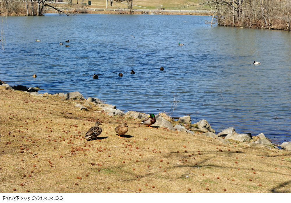 科学网—访学Virginia Tech：安家-2 - 苗英豪的博文