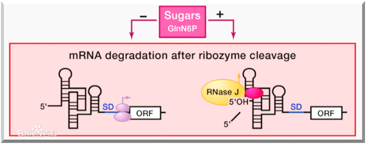 科学网—核糖开关(riboswitch) - 张义国的博文
