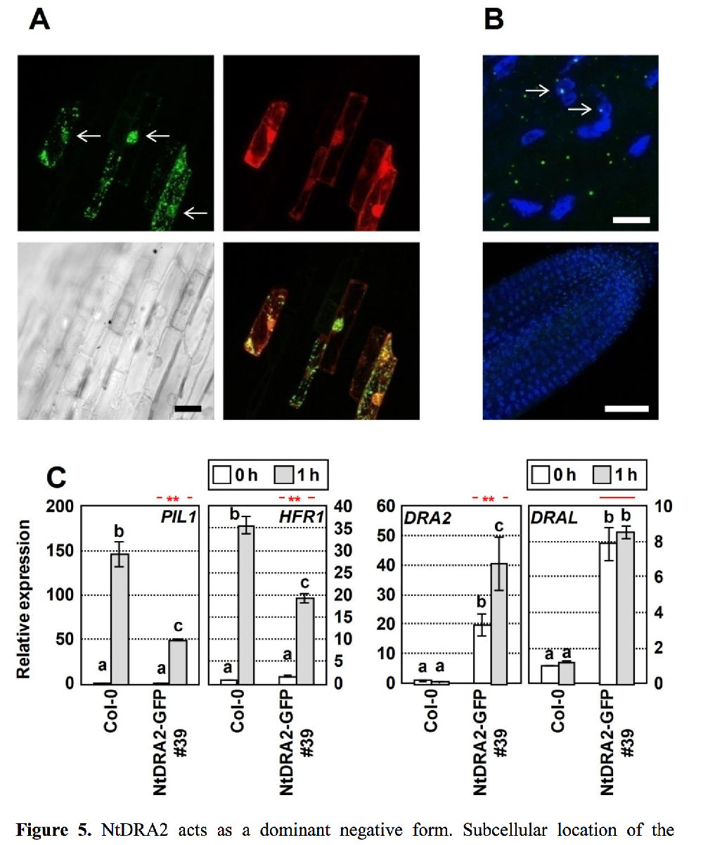 科学网—Plant shade avoidance新进展揭示核蛋白调控机理 - 王学文的博文