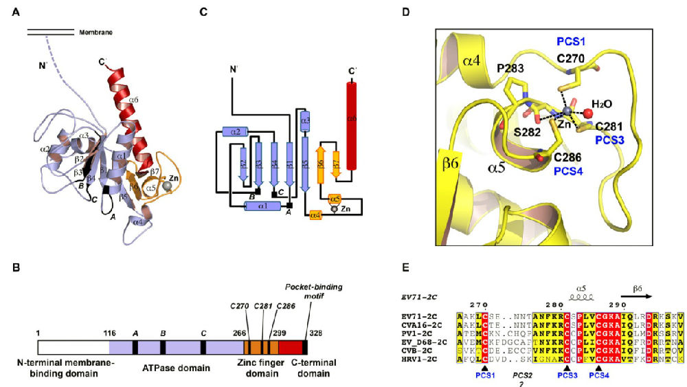 科学网—[转载]崔胜研究小组最新成果--解析EV71病毒2C解旋酶的高分辨率晶体结构 - 崔胜的博文