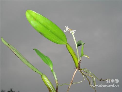 科学网—Bulbophyllum piluliferum - 兰科