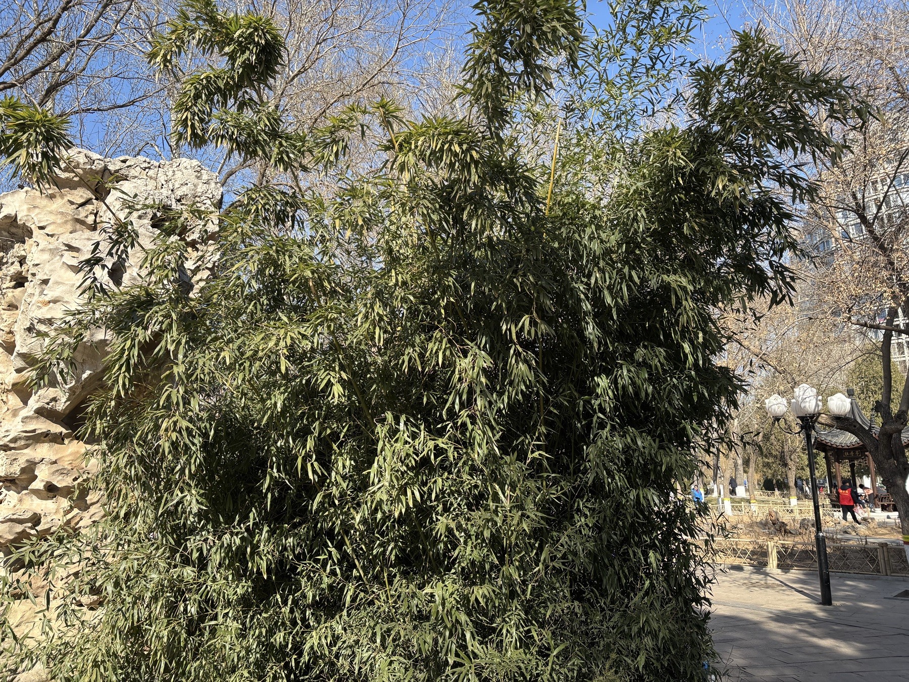 科学网—北方的竹子 - 雒运强的博文