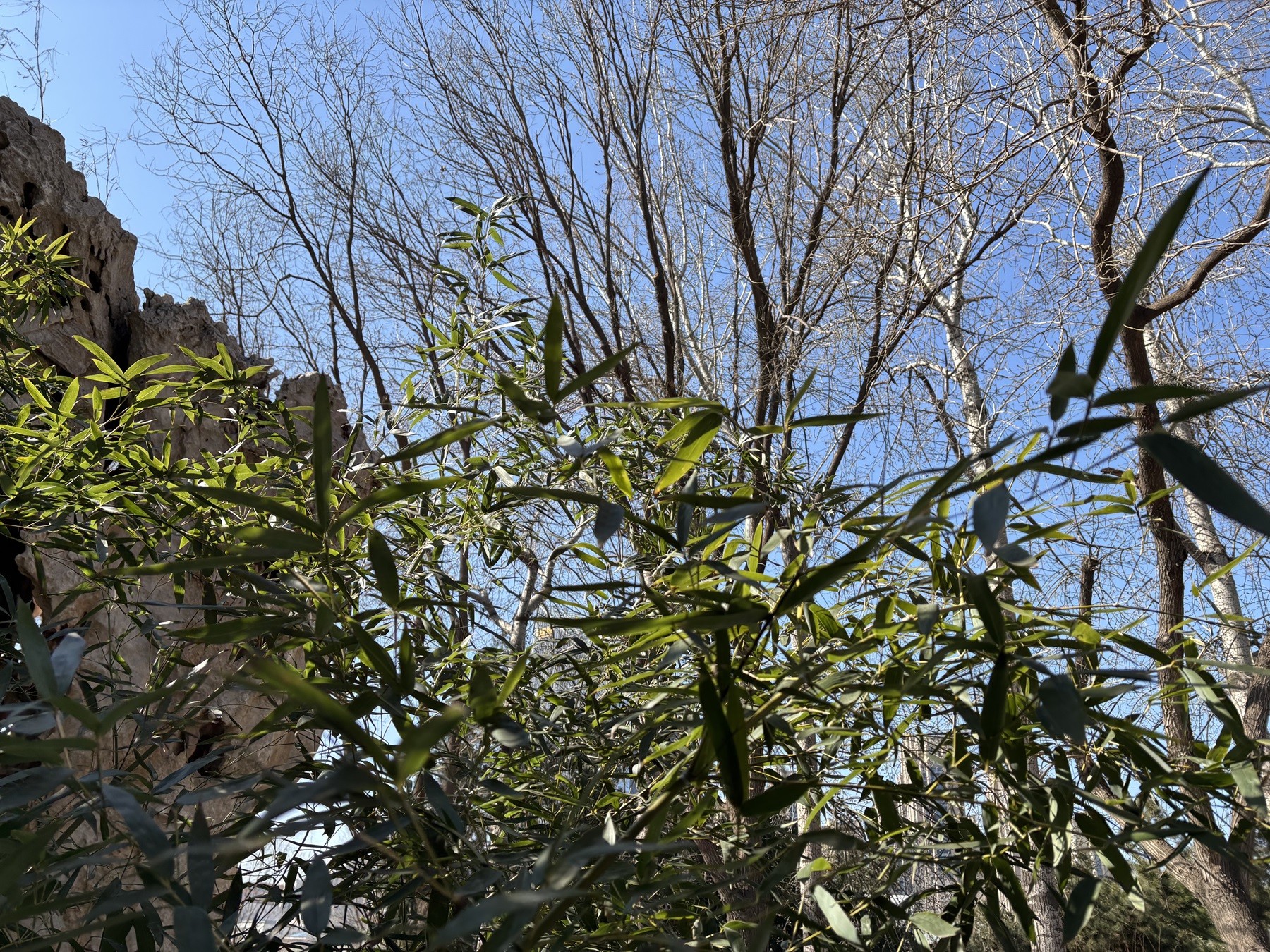 科学网—北方的竹子 - 雒运强的博文